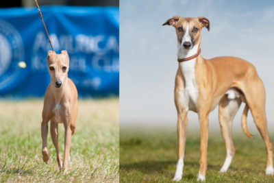 Italian Greyhound vs. Whippet: How to Tell the Difference
