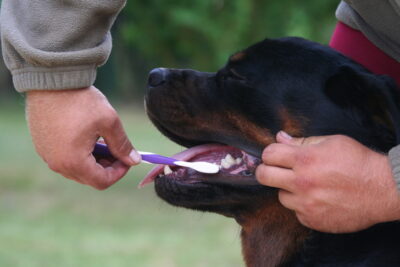 How to Care for Your Dog When They Have a Loose Tooth