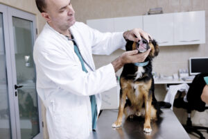 Everything to Know About a Partial Maxillectomy in Dogs