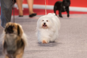 Dog Shows: Conformation & Breed Competiton Events