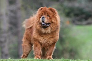 Meet the Spectacular Spitz Breeds — American Kennel Club