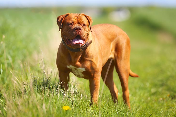 Dogue de Bordeaux History: Behind the Breed – American Kennel Club