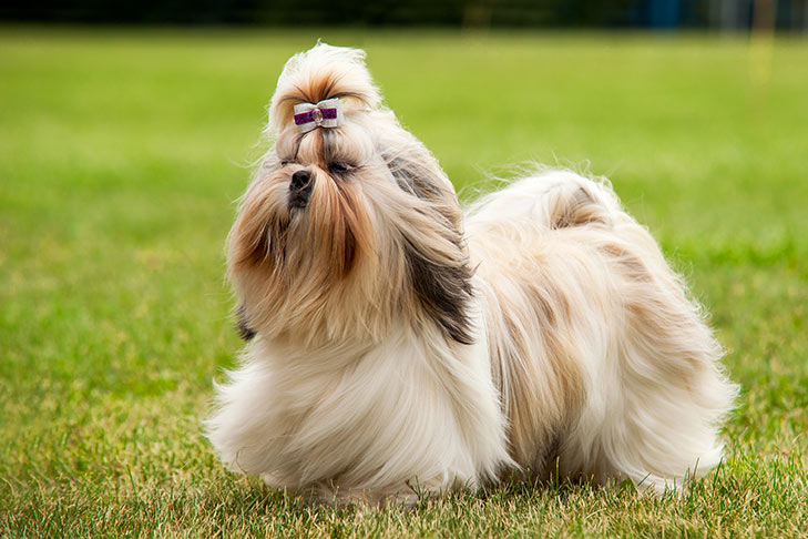The Shih Tzu's Purpose: To Please People for a Thousand Years ...