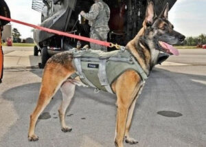 Military Working Dogs: Canine War Heroes Through History