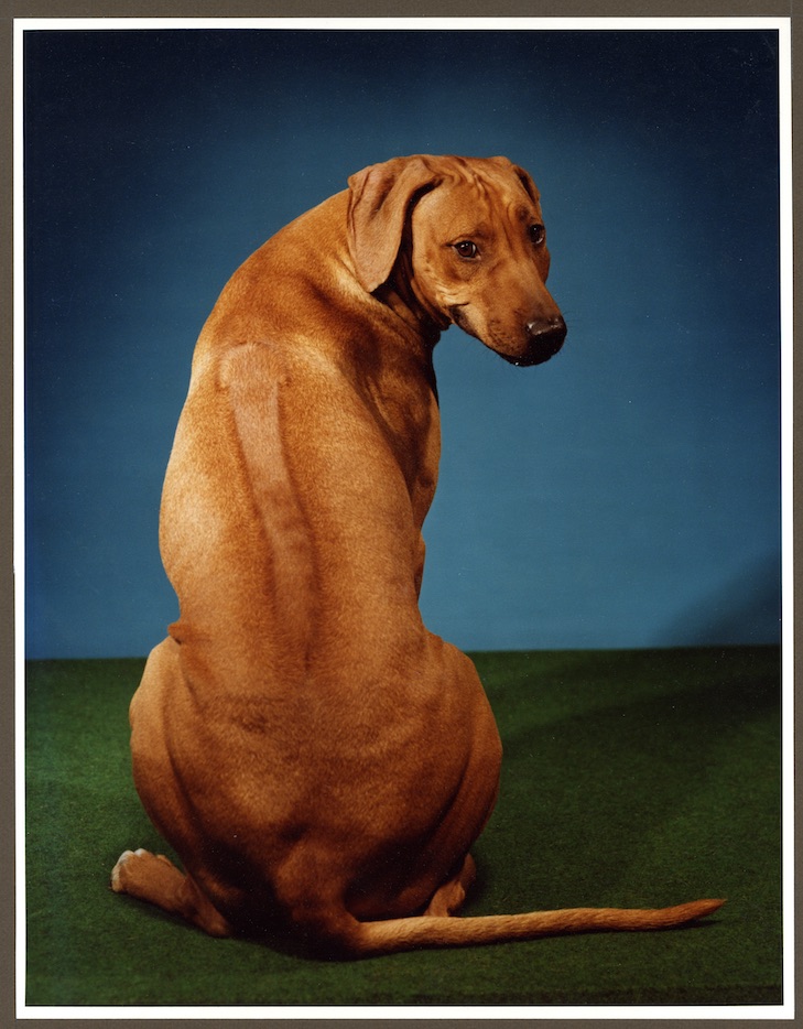 The Rhodesian Ridgeback Once Hunted Lions & Fended Off Baboons