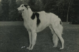Borzoi History: Where the Breed Originated