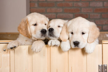 Are We Gender-Stereotyping Our Dogs? – American Kennel Club