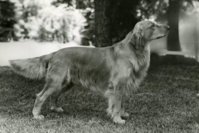 Golden Retriever History: Where the Breed Originated