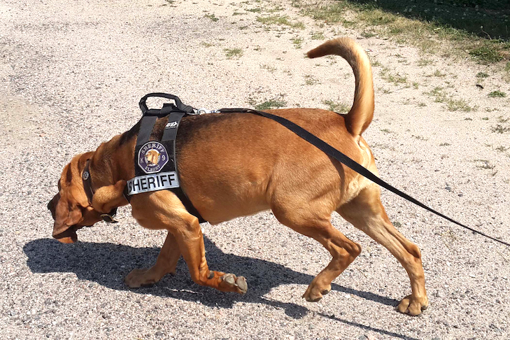 Types of Police Dogs and How They Use Their Noses