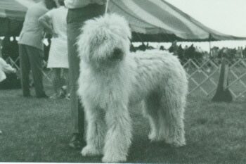 Komondor History: Where the Breed Originated