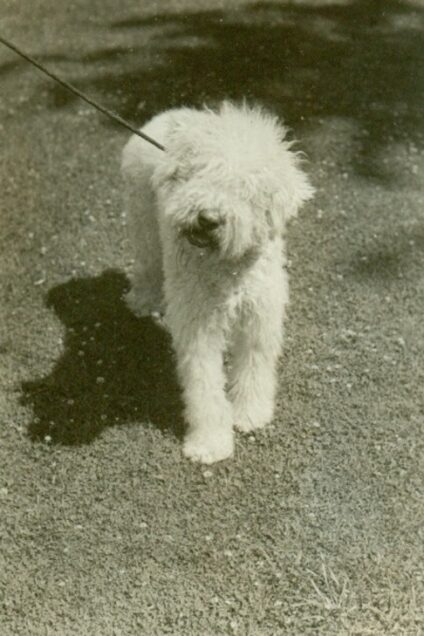 Komondor History: Where the Breed Originated