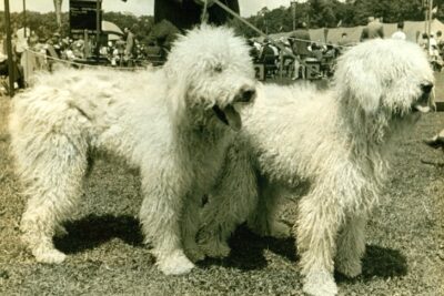 Dog Breeds – American Kennel Club