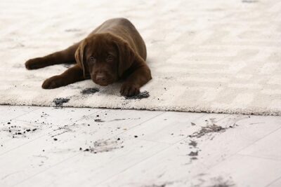 How to Train a Labrador Retriever Puppy: Milestone Timeline – American ...