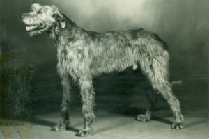 Irish Wolfhound History: Behind the Ancient Breed of Ireland