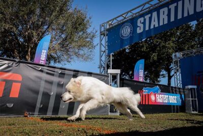 What is Fast CAT? Everything You Need to Know About the Sport