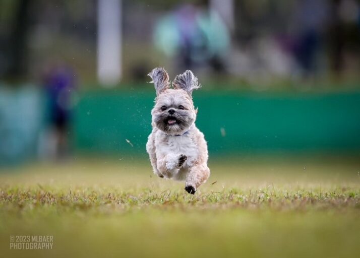 Fast CAT Invitational – American Kennel Club