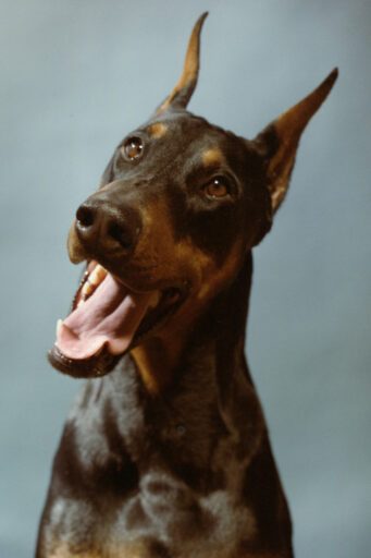 Doberman Pinscher History: Where the Breed Originated