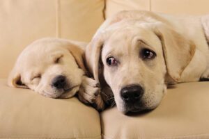 OCD in Dogs: Can it Happen? – American Kennel Club