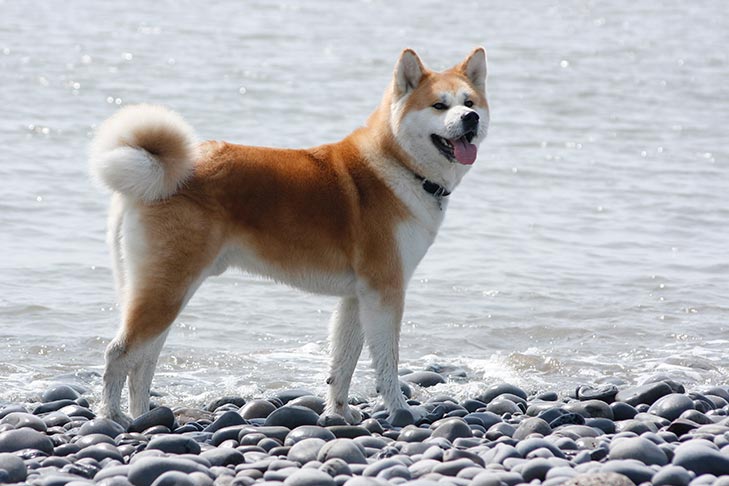 Japanese Akitainu Dog Breed Information - American Kennel Club