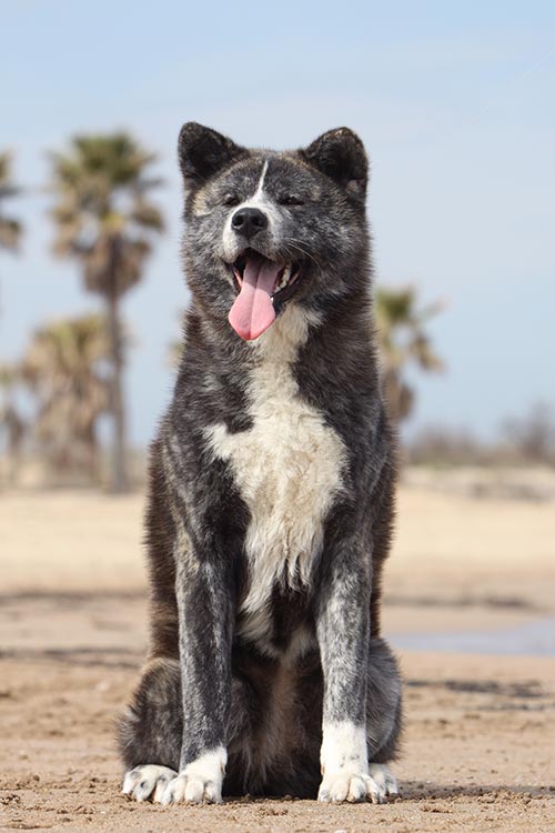 Japanese Akitainu Dog Breed Information - American Kennel Club