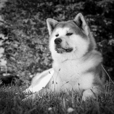 Japanese Akitainu Dog Breed Information - American Kennel Club