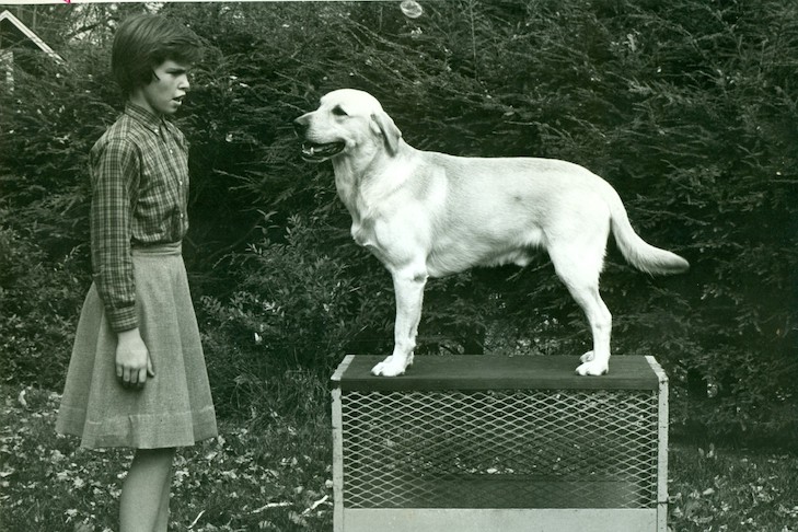 Labrador/Labrador Retriever History: Behind America’s Most Popular Breedv