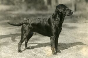 Labrador Retriever History: Where the Breed Originated