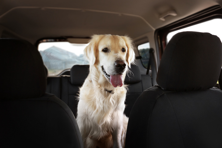 Dog Car Safety: Training Your Dog to Ride in the Car