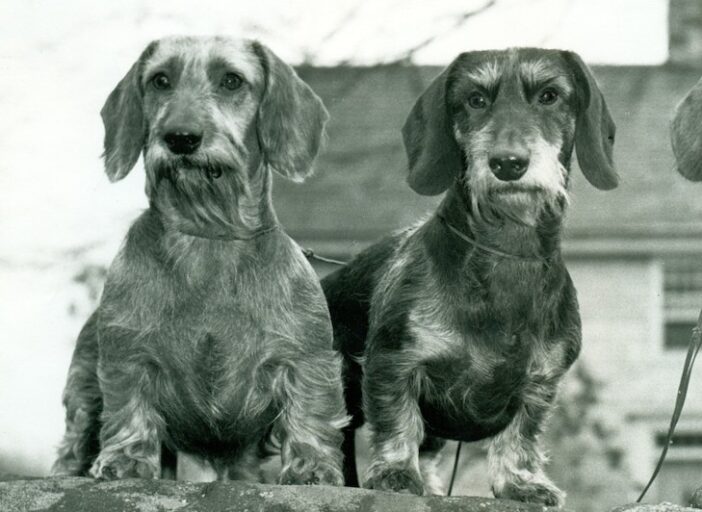 Dachshund History: The Badger Dog's Fascinating Past – American Kennel Club