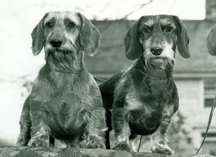 Dachshund History: The Badger Dog's Fascinating Past – American Kennel Club