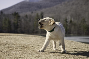 Why Dogs Growl and How to Handle It – American Kennel Club