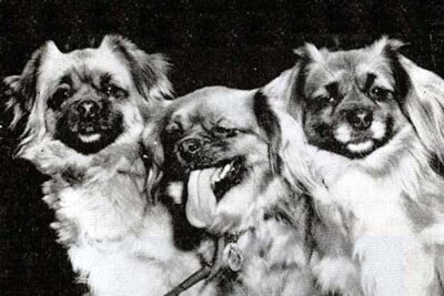 Dog Breeds – American Kennel Club