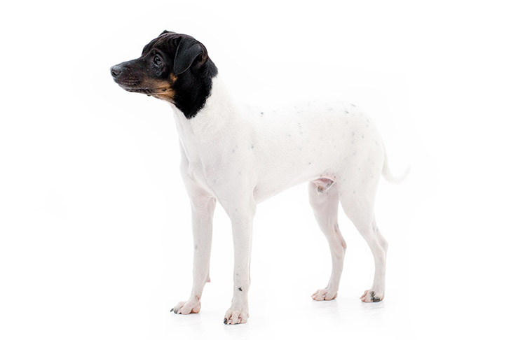Japanese Terrier Dog Breed Information - American Kennel Club