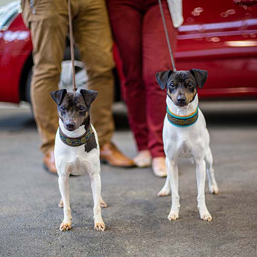 Japanese Terrier Dog Breed Information - American Kennel Club