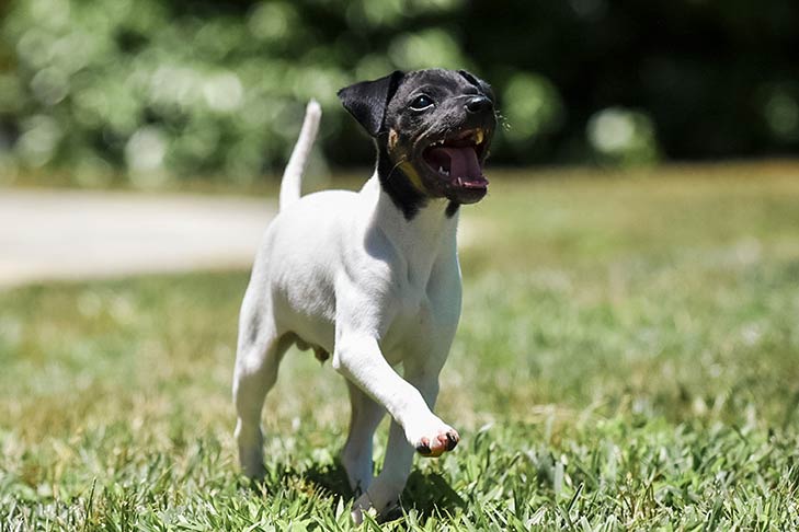 Japanese Terrier Dog Breed Information - American Kennel Club