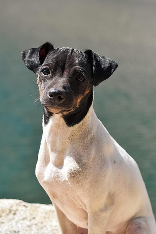 Japanese Terrier Dog Breed Information - American Kennel Club