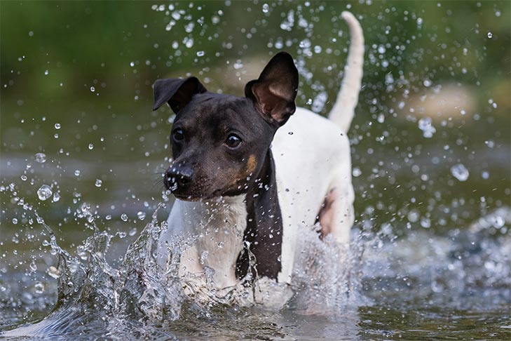 Japanese Terrier Dog Breed Information - American Kennel Club