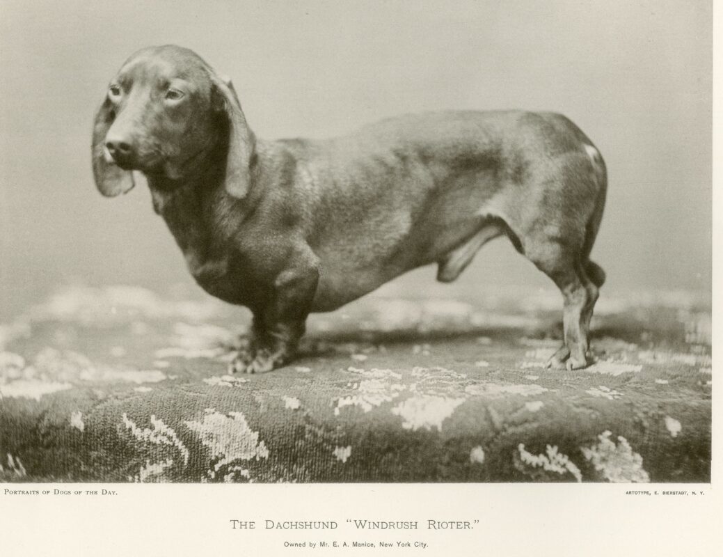 Dachshund History: The Badger Dog's Fascinating Past – American Kennel Club