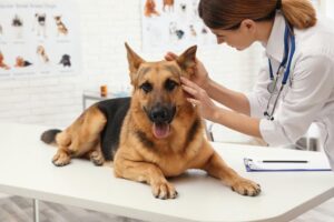Deafness in Dogs: Signs, Symptoms, and Treatment