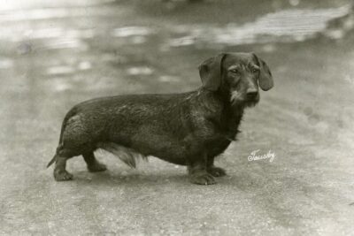 Dachshund History: The Badger Dog's Fascinating Past – American Kennel Club