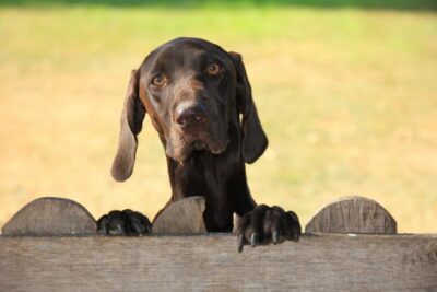 What Type of Dog Fence Should Is Best for Me and My Dog?