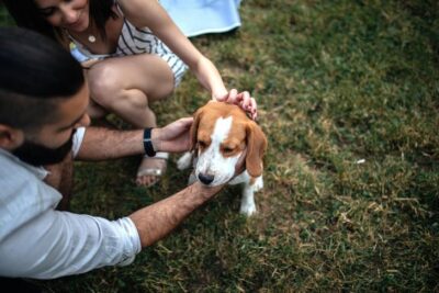How to Greet a Dog You Don't Know - American Kennel Club