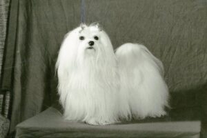 Facts About the Maltese That You May Not Know