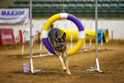 Dog Agility Terms and Lingo: What Do They Mean?