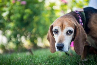 Candida Auris in Dogs: Signs, Symptoms, Treatment - Wiki Pets