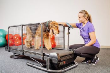 How to Use a Treadmill to Exercise Your Dog – American Kennel Club