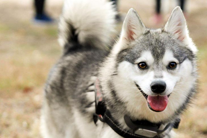 Alaskan Klee Kai Dog Breed Information - American Kennel Club