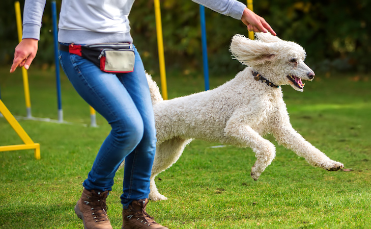 Adapting to Change: Unexpected Ways Dog People Found Purpose in the ...