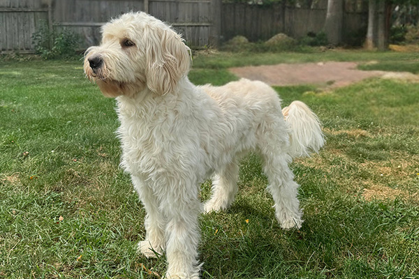 Smartest Breeds of Dogs – American Kennel Club