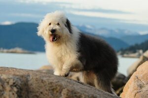 Facts About the Old English Sheepdog You May Not Know